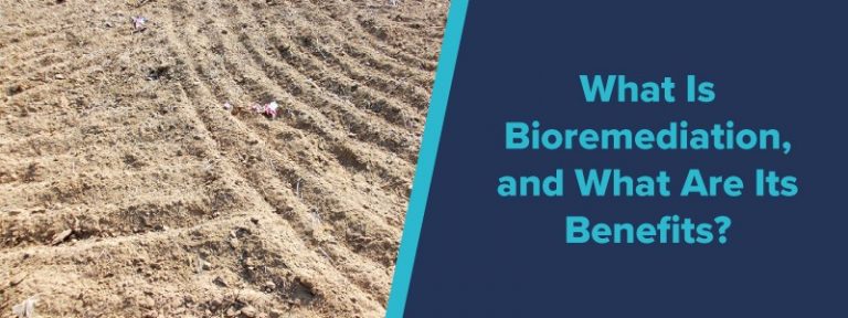 Guide to Bioremediation: Bioremediation Benefits & More
