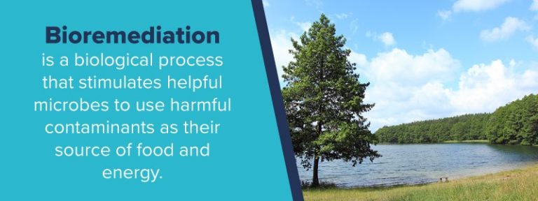 Guide to Bioremediation: Bioremediation Benefits & More