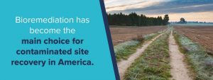 Guide to Bioremediation: Bioremediation Benefits & More