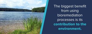 Guide to Bioremediation: Bioremediation Benefits & More